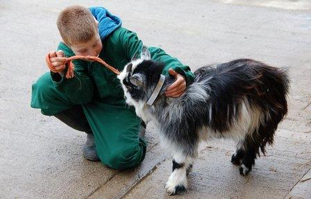 School farms and eating animals you have cared for - BBC News