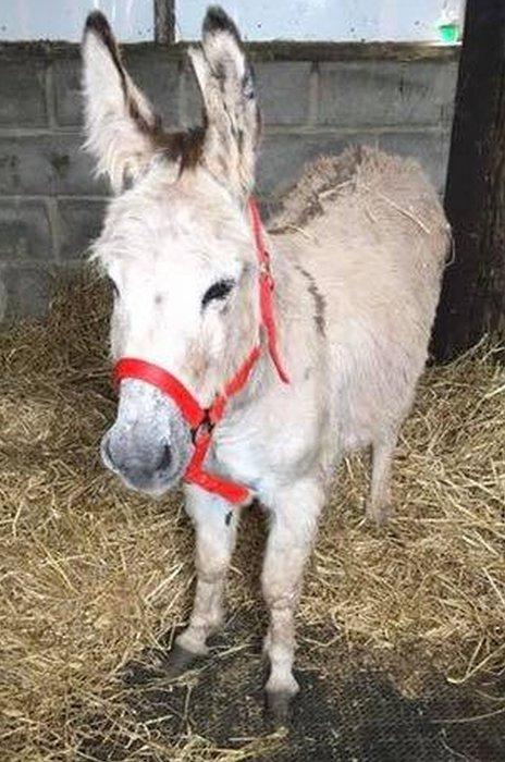 Donkey's tail cut off in 'barbaric' Haverfordwest attack - BBC News