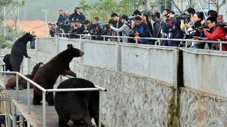 Vietnam Bear Rescue Centre saved from eviction after campaign - BBC News