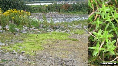 RSPB's Llandudno Junction reserve salt water to kill swamp stonecrop ...