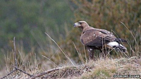 Stornoway Wind Farm: RSPB Scotland and SNH withdraw objections - BBC News