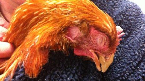 Beaky Becky: The bird with a new prosthetic beak - BBC News