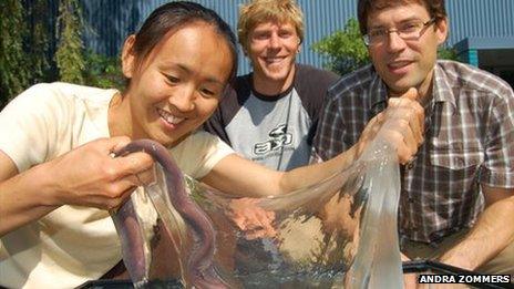 Hagfish slime: The clothing of the future? - BBC News