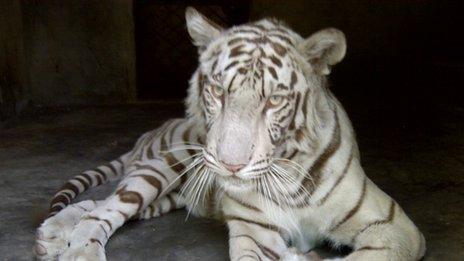 Nawaz Sharif party tiger 'alive and well' - BBC News