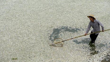 A man removes dead fish from the Fuhe river, Hubei province, China