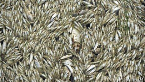 Dead fish in the Fuhe river in Hubei province