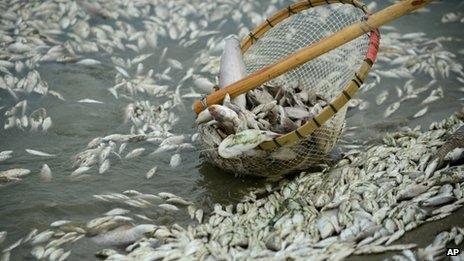 A man removes dead fish from the Fuhe river, Hubei province, China