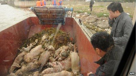 Dead pigs collected by sanitation workers from Shanghai's main waterway (March 2013)