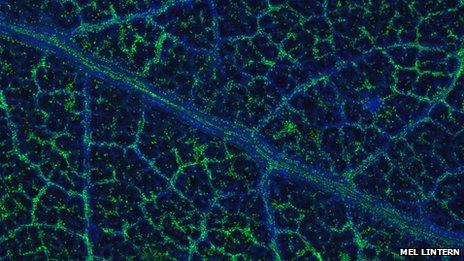 Gold in trees leads to hidden deposits - BBC News