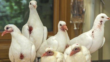 Boys cautioned for killing 50 doves with airgun - BBC News