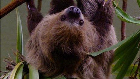 How sloths breathe upside down explained by scientists - BBC News