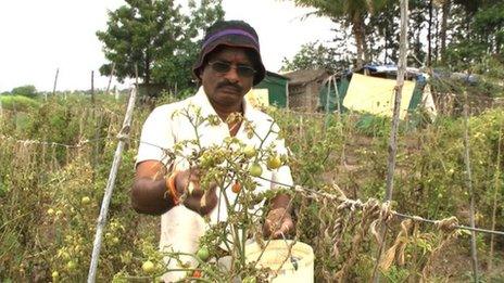 India gets taste for 'exotic' vegetables - BBC News