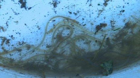Elver migration in Somerset and Gloucestershire aided by fishermen ...