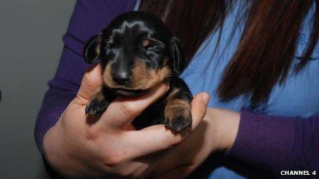 Mini Winnie: Britain's first cloned dog is born - BBC News