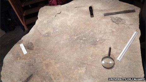 Alberta 'creationist' finds 60m-year-old fish fossils - BBC News