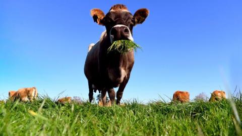 Climate change: How cow burps and pink seaweed can affect the planet ...