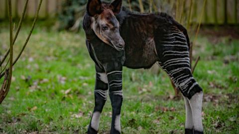 Check out this rare (and VERY cute) baby okapi! - BBC Newsround