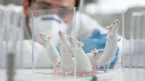 Animal experiments to be phased out in the UK, says government - BBC ...