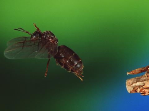 Viewpoint: Is there such a thing as 'flying ant day'? - BBC News