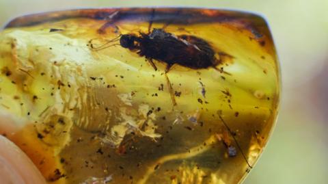 Amber fossil of 99-million-year old mosquito larva found - BBC Newsround