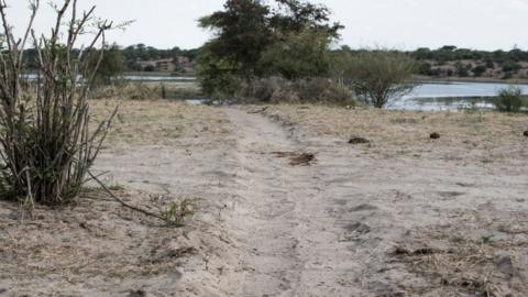 Elephant poo: How can it help protect the species? - BBC Newsround