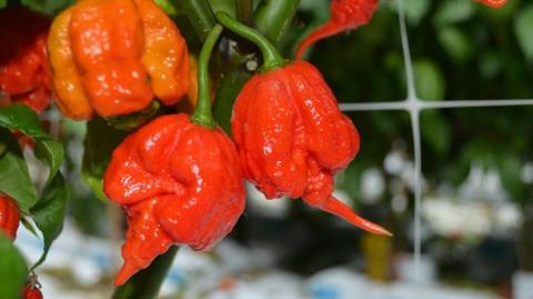 Why hot chillies might be good for us - BBC News