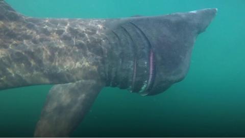 Shark sighted off Majorca, first great white there in 40 years - BBC News
