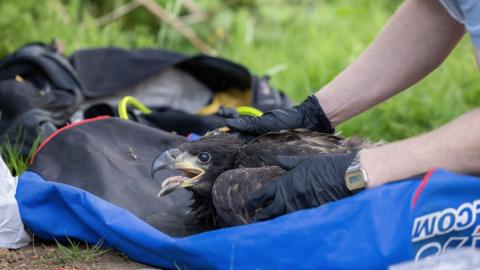 First white-tailed eagle in 240 years born in south of England - BBC News