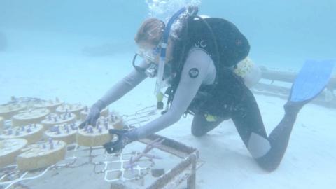 Robots are trained to help revive coral reefs - BBC News
