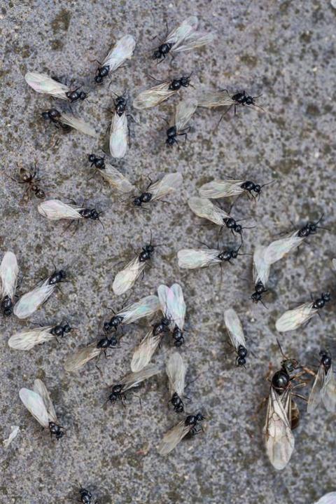Flying Ant Day: When is it? Have you seen any? - BBC Newsround