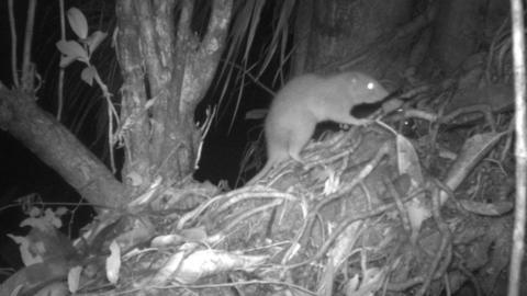Rare giant rat caught on camera for the first time in Solomon Islands ...