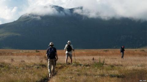 Treasure trove of new plant discoveries revealed - BBC News