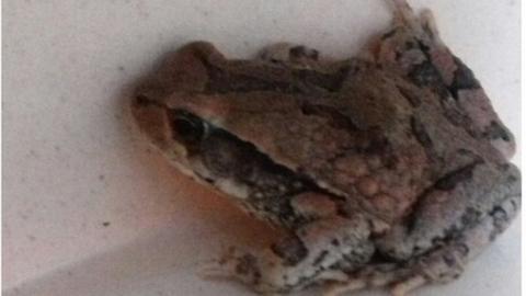 Costa Rica tree frog found in bananas at Nottingham Lidl - BBC News