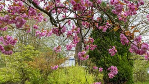 Swindon Blossom Festival celebrates Town Gardens blooms - BBC News