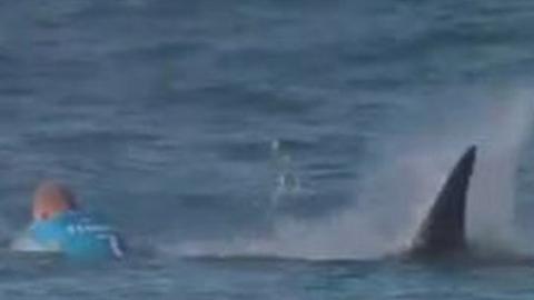 Shark attack: Is it safe to go back in South Africa's waters? - BBC News