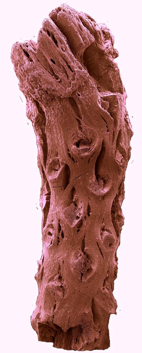 Fossil of oldest pine tree discovered - BBC News