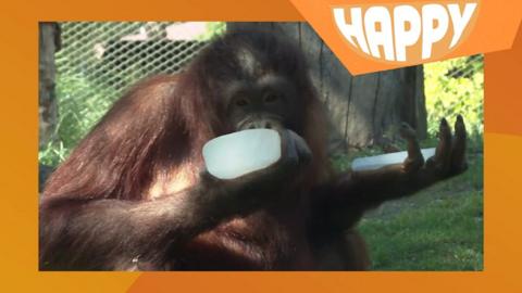 Pictures: Inside author Roald Dahl's writing hut - BBC Newsround