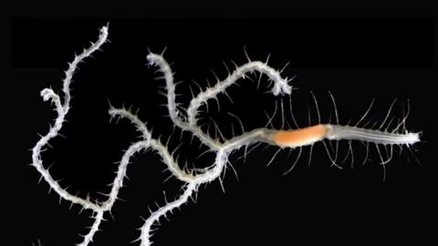 Extremely rare worm fossil with internal organs found by scientists ...