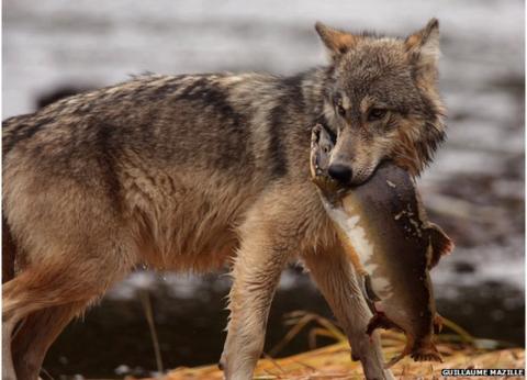 Humans are 'unique super-predator' - BBC News