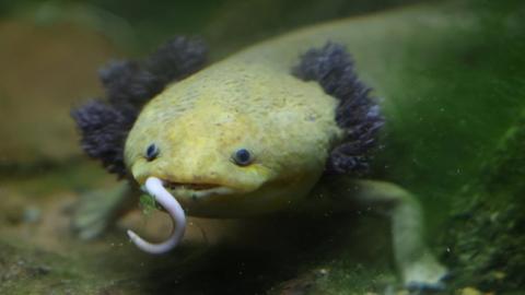London Zoo: New amphibian display has rare and unusual species - BBC News