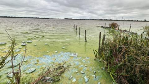 Lough Neagh: How can the blue-green algae problem be solved? - BBC News