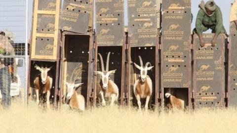 Antelope species no longer extinct in wild after conservation efforts ...