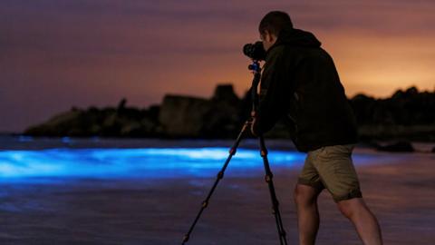Bioluminescent plankton: 'It's the northern lights of the ocean' - BBC News