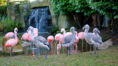 Ten flamingos have a new home to help breeding - BBC Newsround