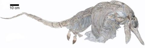 British 'sea dragon' fossils are 'new to science' - BBC News