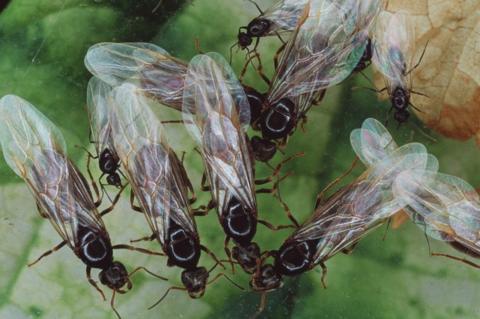 Viewpoint: Is there such a thing as 'flying ant day'? - BBC News