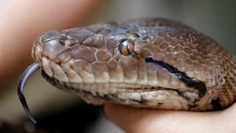 Study suggests humans should eat more snakes - BBC Newsround