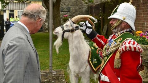 'Legendary' Royal Welsh mascot goat Shenkin dies - BBC News