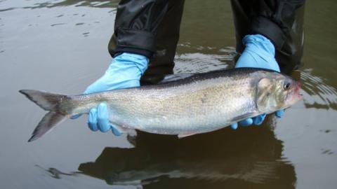 King's favourite fish to make comeback in River Severn project - BBC News