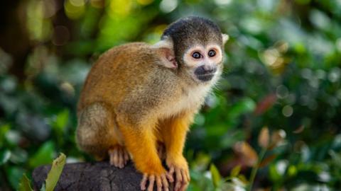 Exotic pets: What are the rules around keeping primates? - BBC Newsround